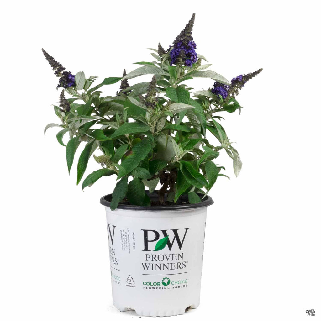 Pugster Blue® Butterfly Bush — Green Acres Nursery & Supply
