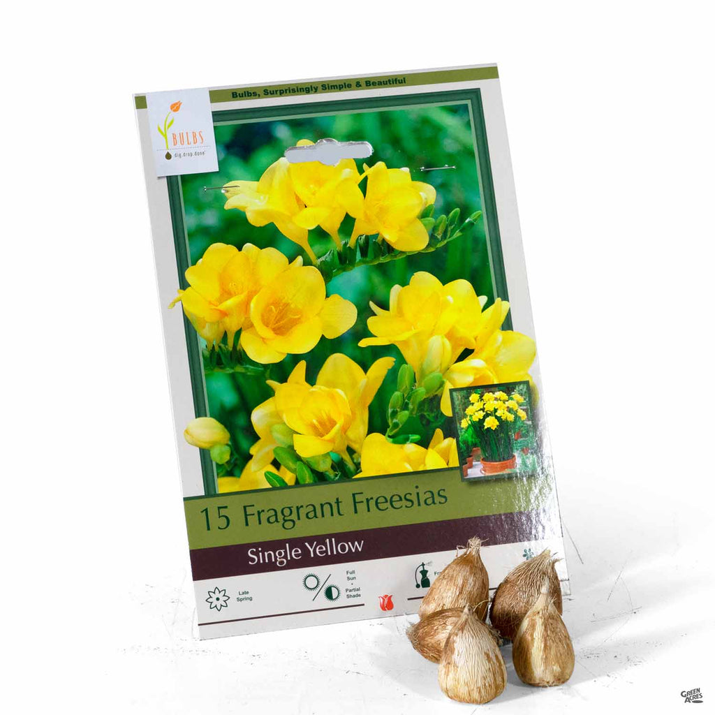 Freesia 'Single Yellow' — Green Acres Nursery & Supply