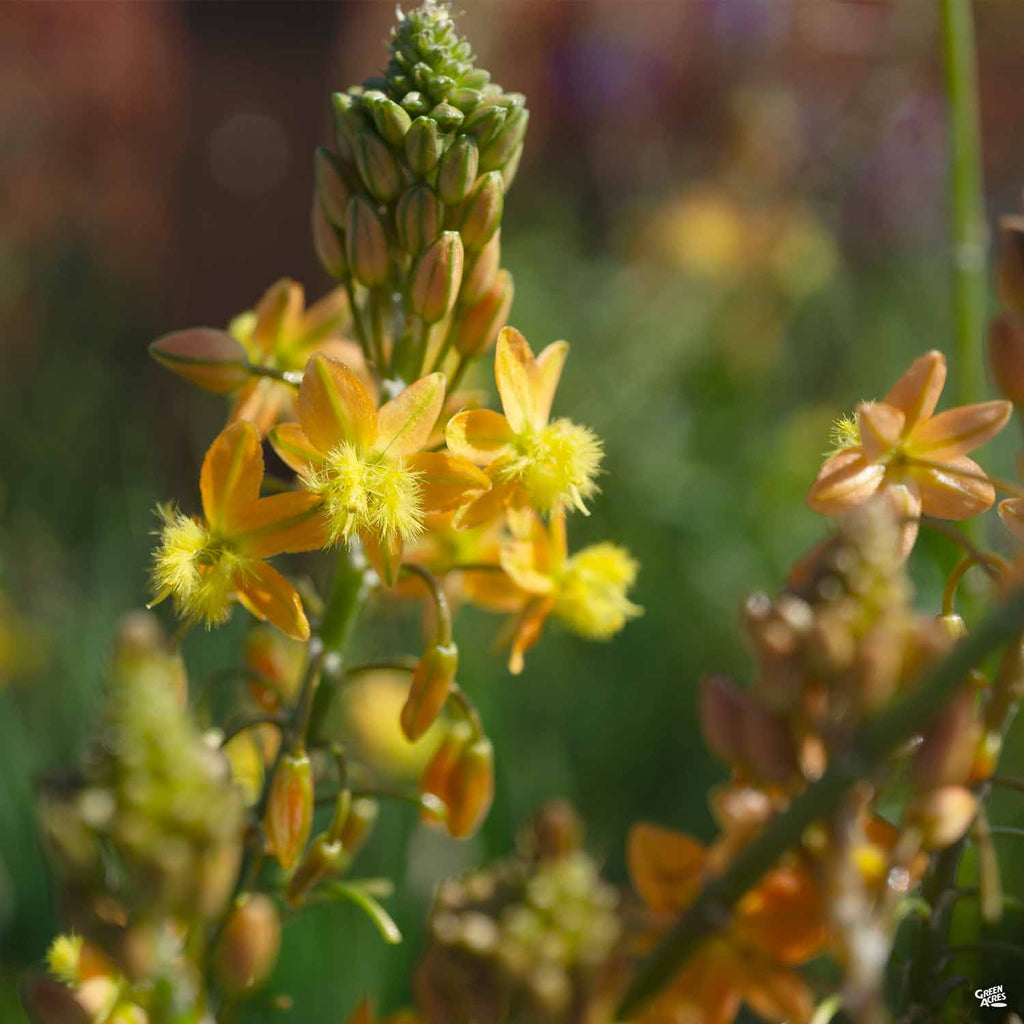 Snake Flower — Green Acres Nursery & Supply