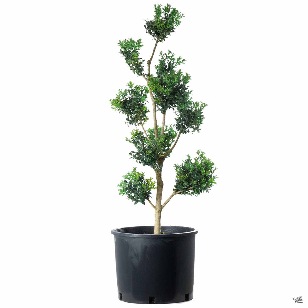 Live Boxwood Topiary