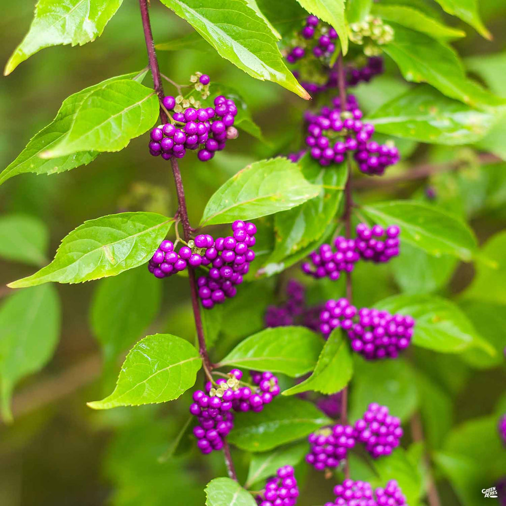 American Beautyberry — Green Acres Nursery & Supply