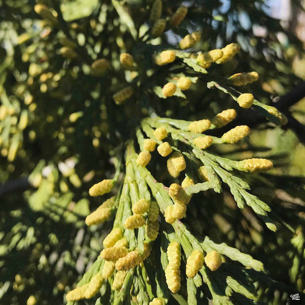 Incense Cedar — Green Acres Nursery & Supply