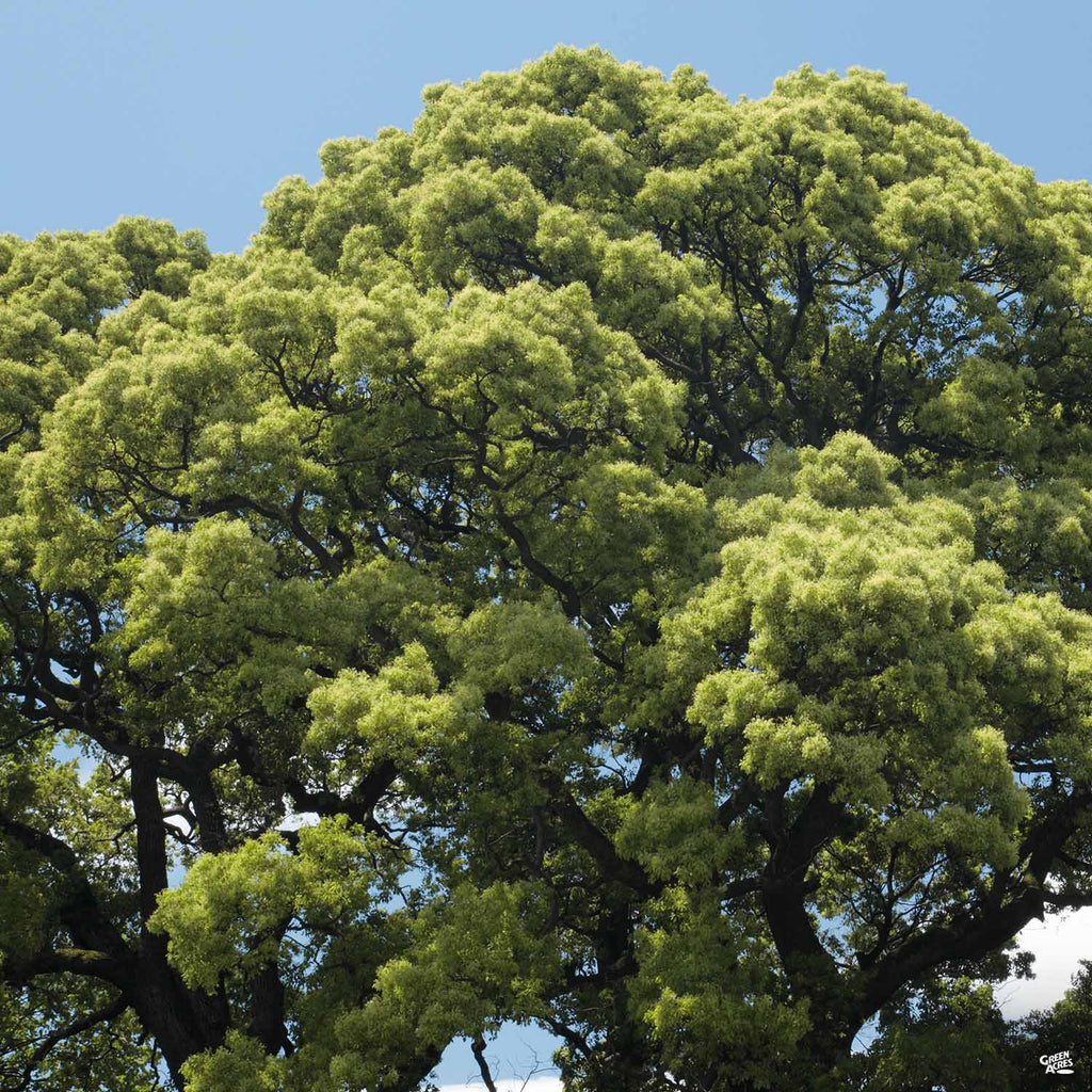 Camphor Tree — Green Acres Nursery & Supply