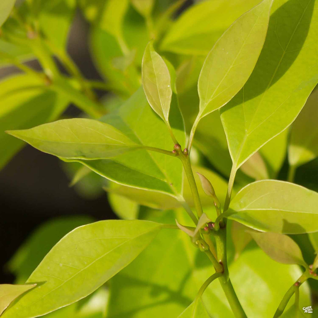 Camphor Tree — Green Acres Nursery & Supply