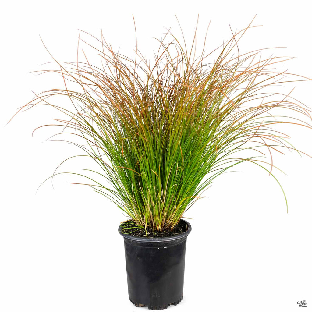 Orange Sedge — Green Acres Nursery & Supply