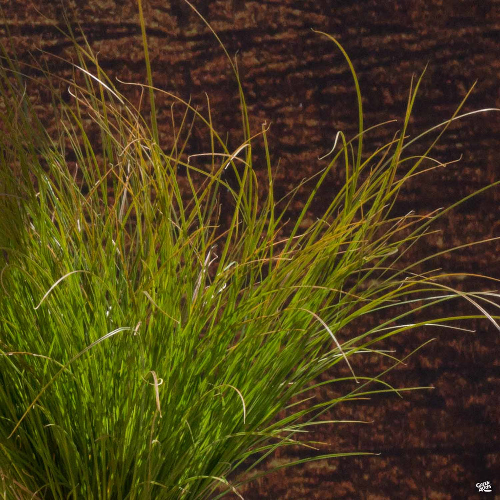 Orange Sedge 'Prairie Fire' — Green Acres Nursery & Supply