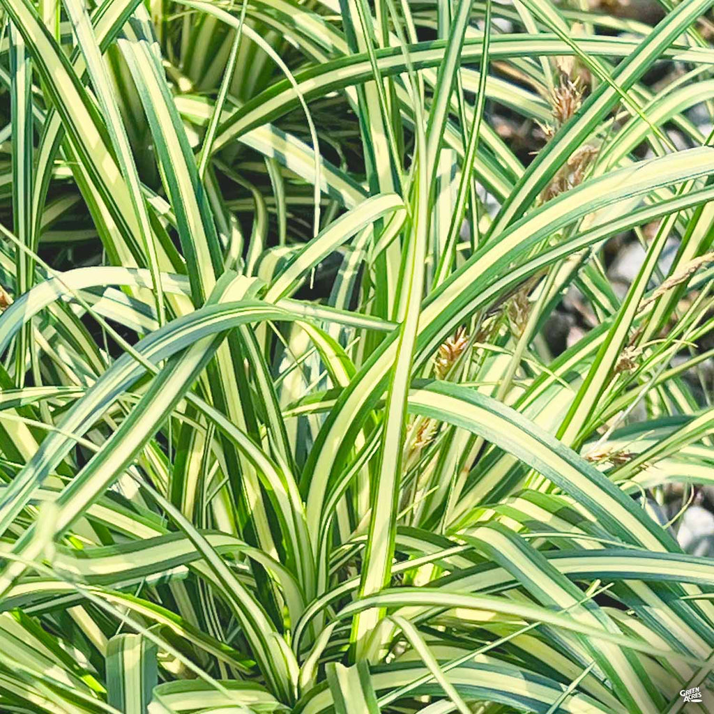 Sedge 'Evergold' — Green Acres Nursery & Supply