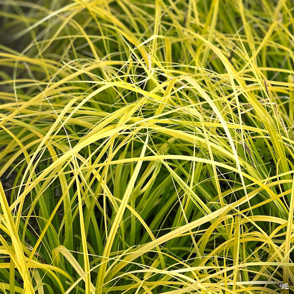 Sedge 'Everillo' — Green Acres Nursery & Supply