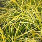 Sedge 'Everillo' — Green Acres Nursery & Supply