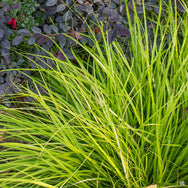 Sedge 'Everillo' — Green Acres Nursery & Supply