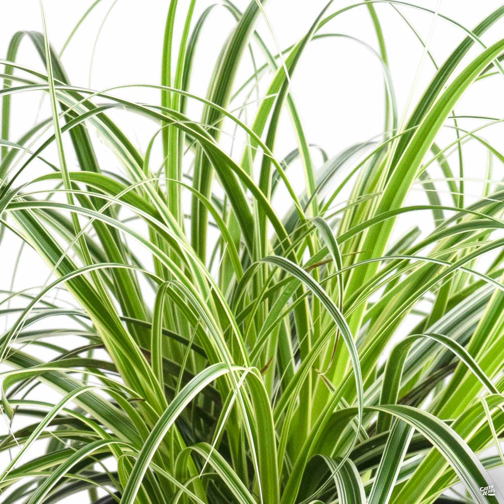 Sedge 'Feather Falls' — Green Acres Nursery & Supply