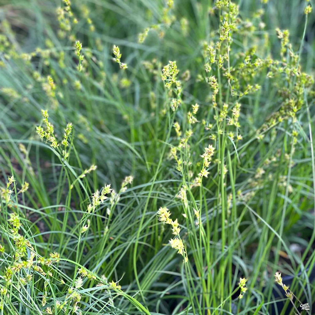 Berkeley Sedge — Green Acres Nursery & Supply