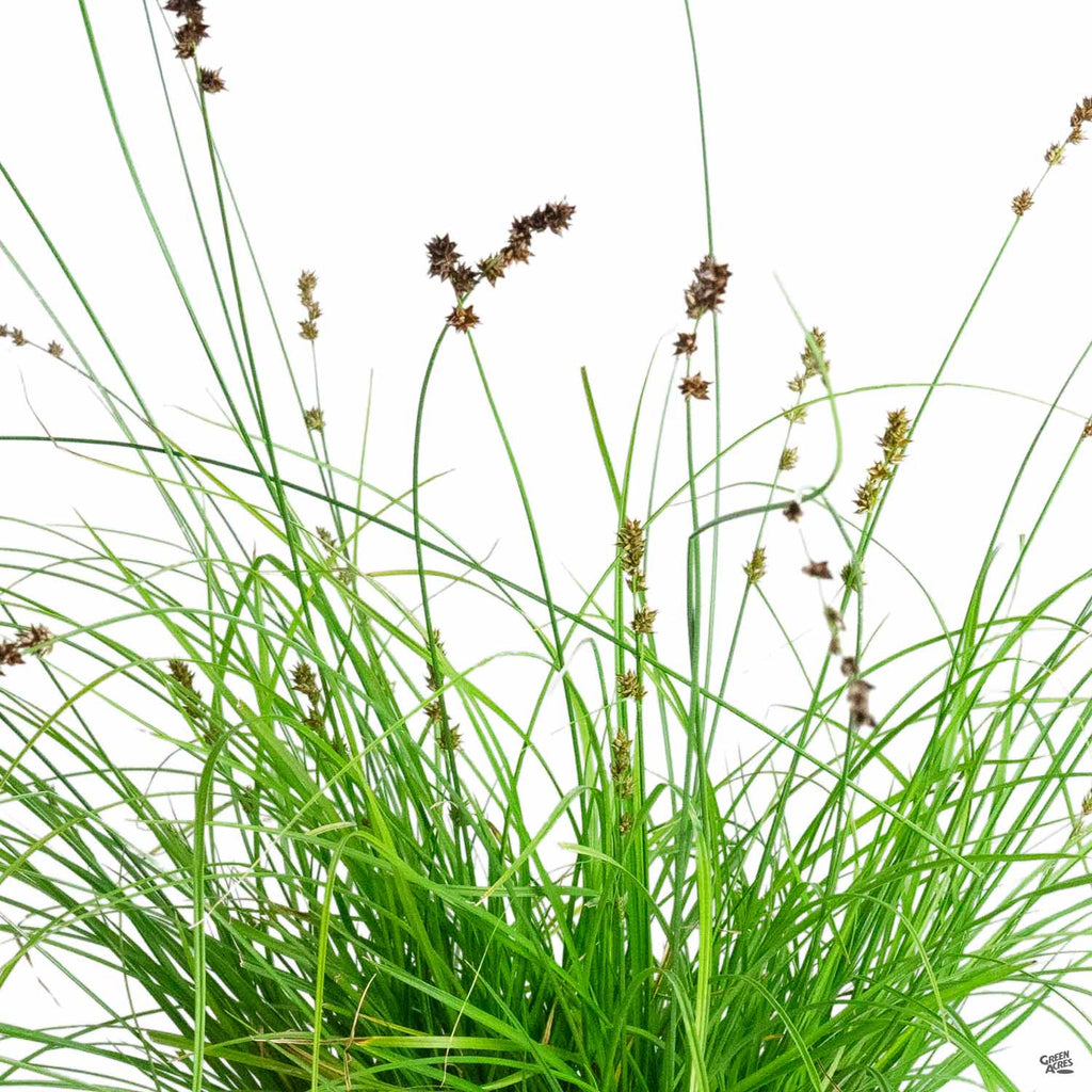 Berkeley Sedge — Green Acres Nursery & Supply