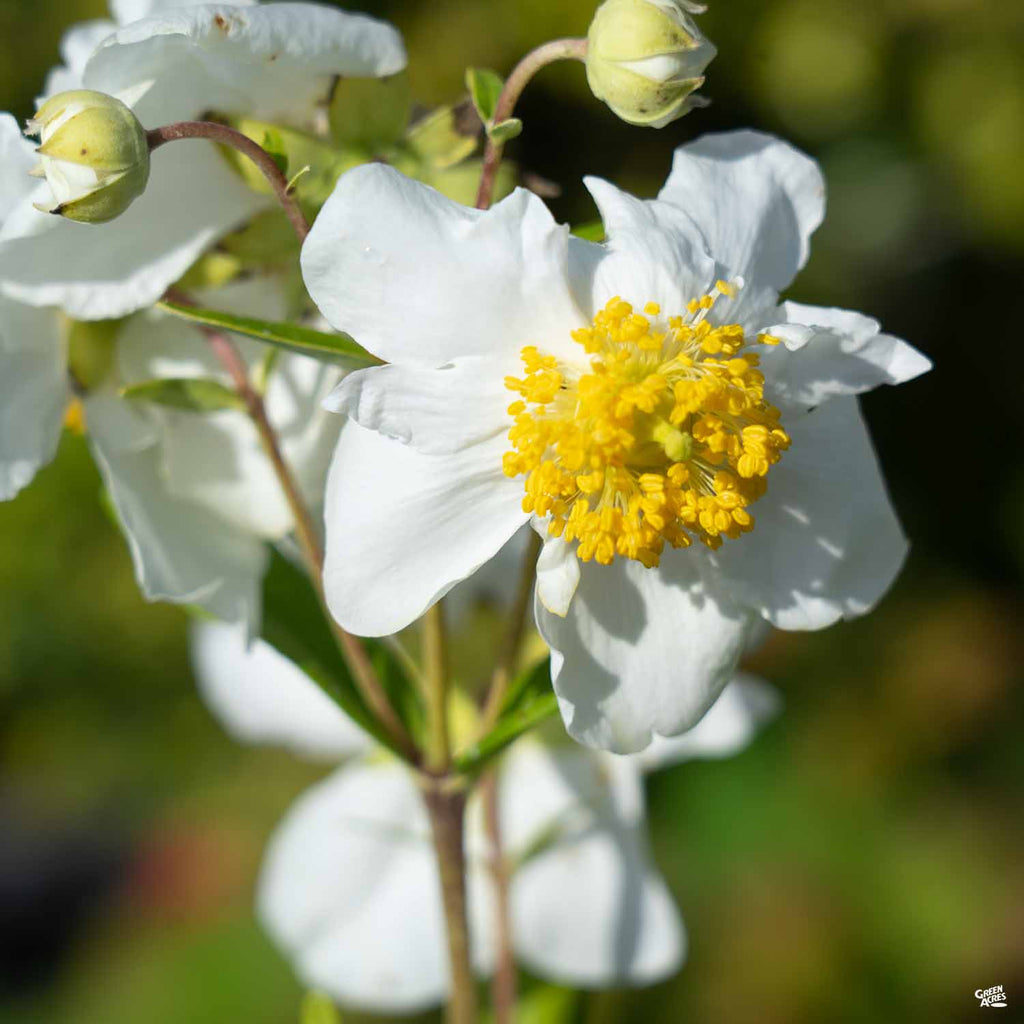 Bush Anemone 'Elizabeth' — Green Acres Nursery & Supply