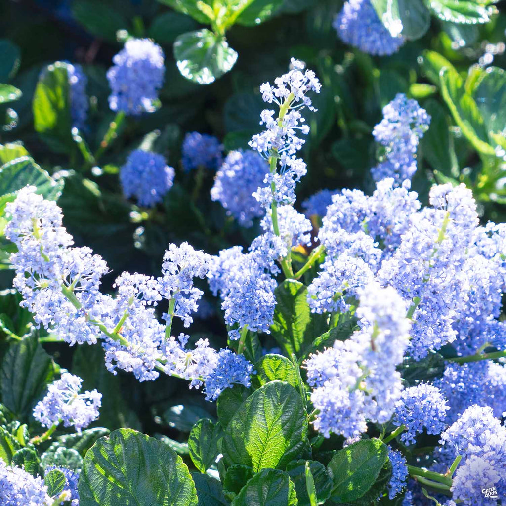 Wild Lilac 'Carmel Creeper' — Green Acres Nursery & Supply