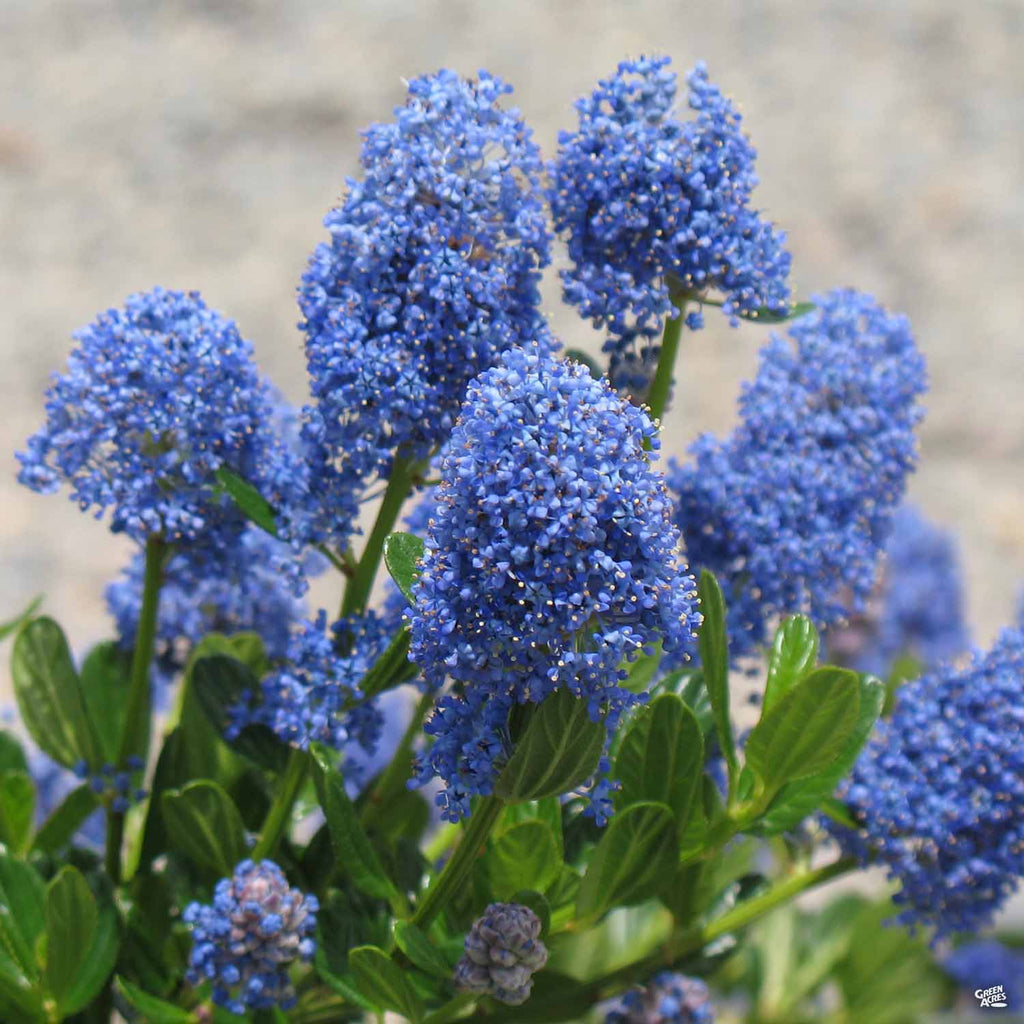 Wild Lilac 'Skylark' — Green Acres Nursery & Supply