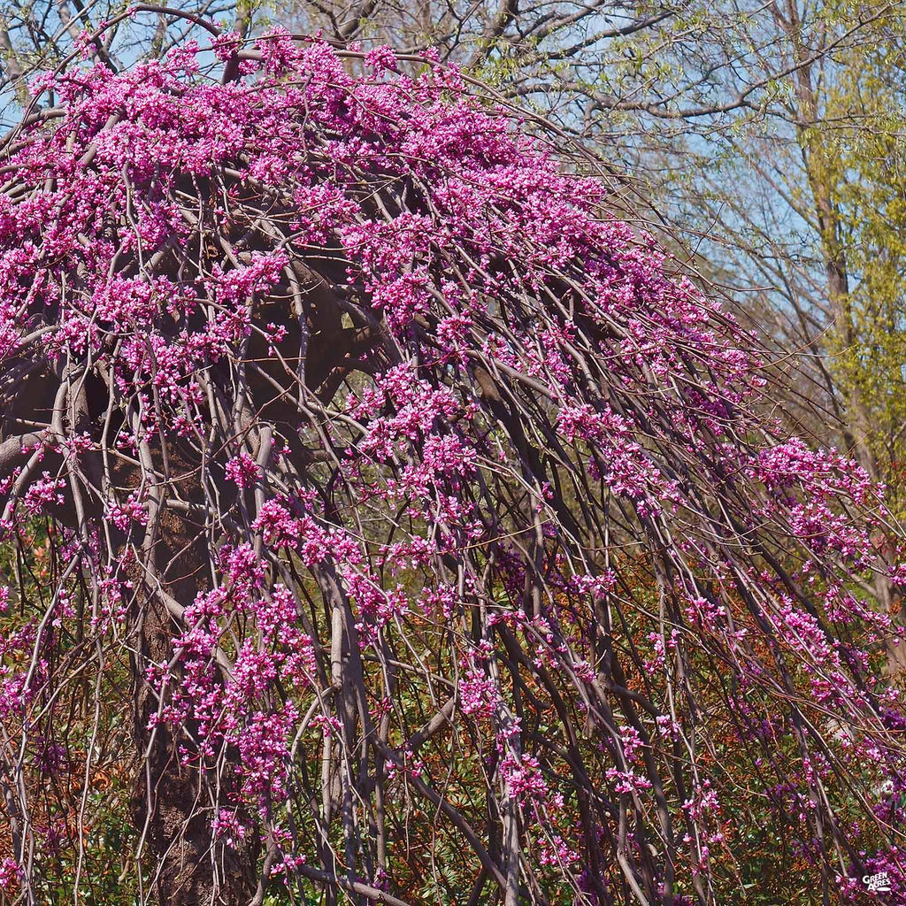 Traveller Weeping Redbud — Green Acres Nursery & Supply