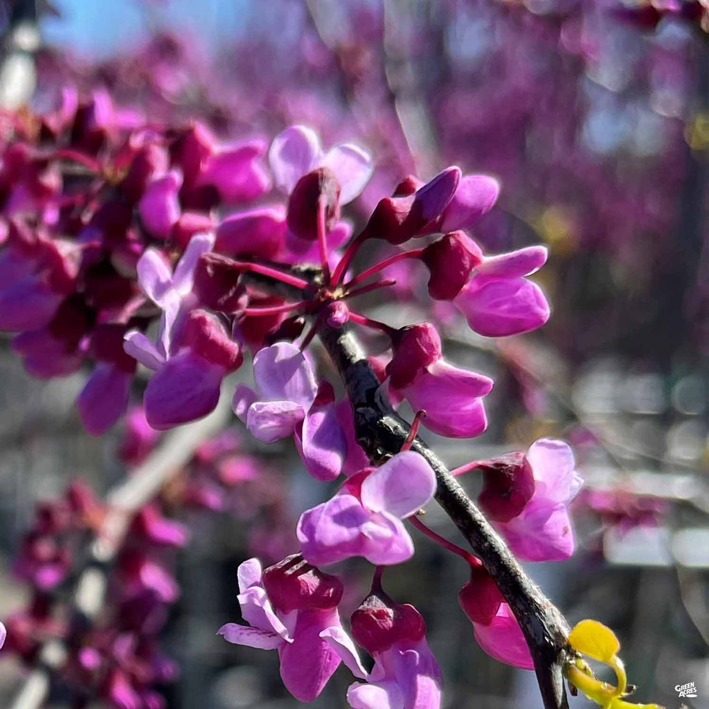 Traveller Weeping Redbud — Green Acres Nursery & Supply