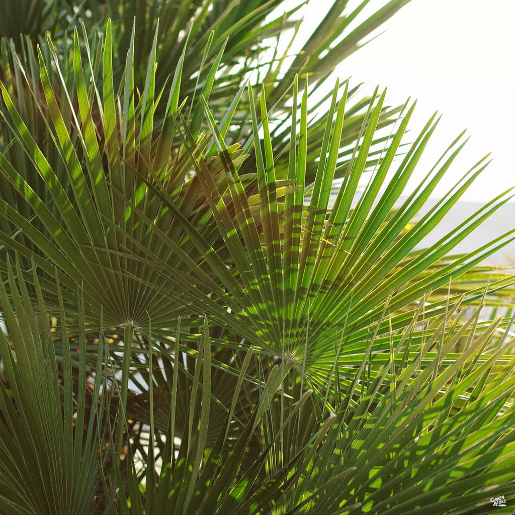 Fan Leaf Palm Trees