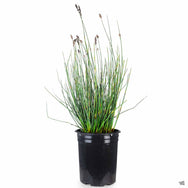 Cape Rush — Green Acres Nursery & Supply