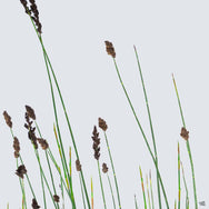 Cape Rush — Green Acres Nursery & Supply