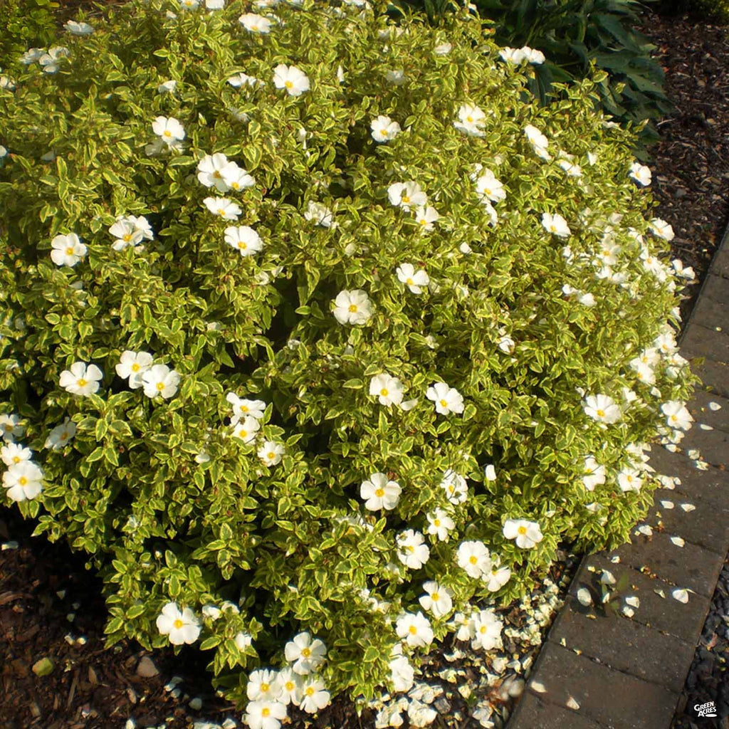 Rockrose ‘Little Miss Sunshine’ — Green Acres Nursery & Supply
