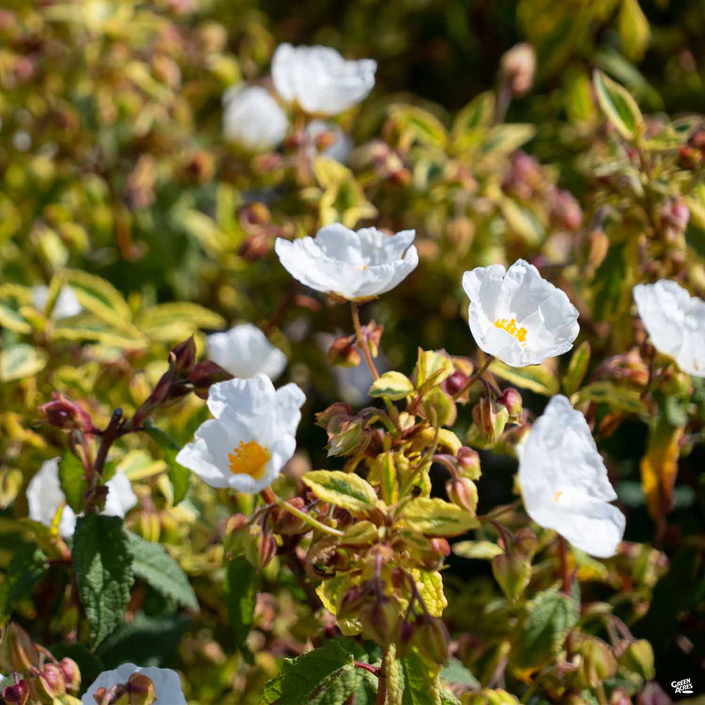 Rockrose ‘Little Miss Sunshine’ — Green Acres Nursery & Supply