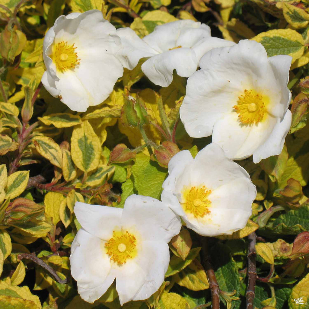 Rockrose ‘Mickie’ — Green Acres Nursery & Supply