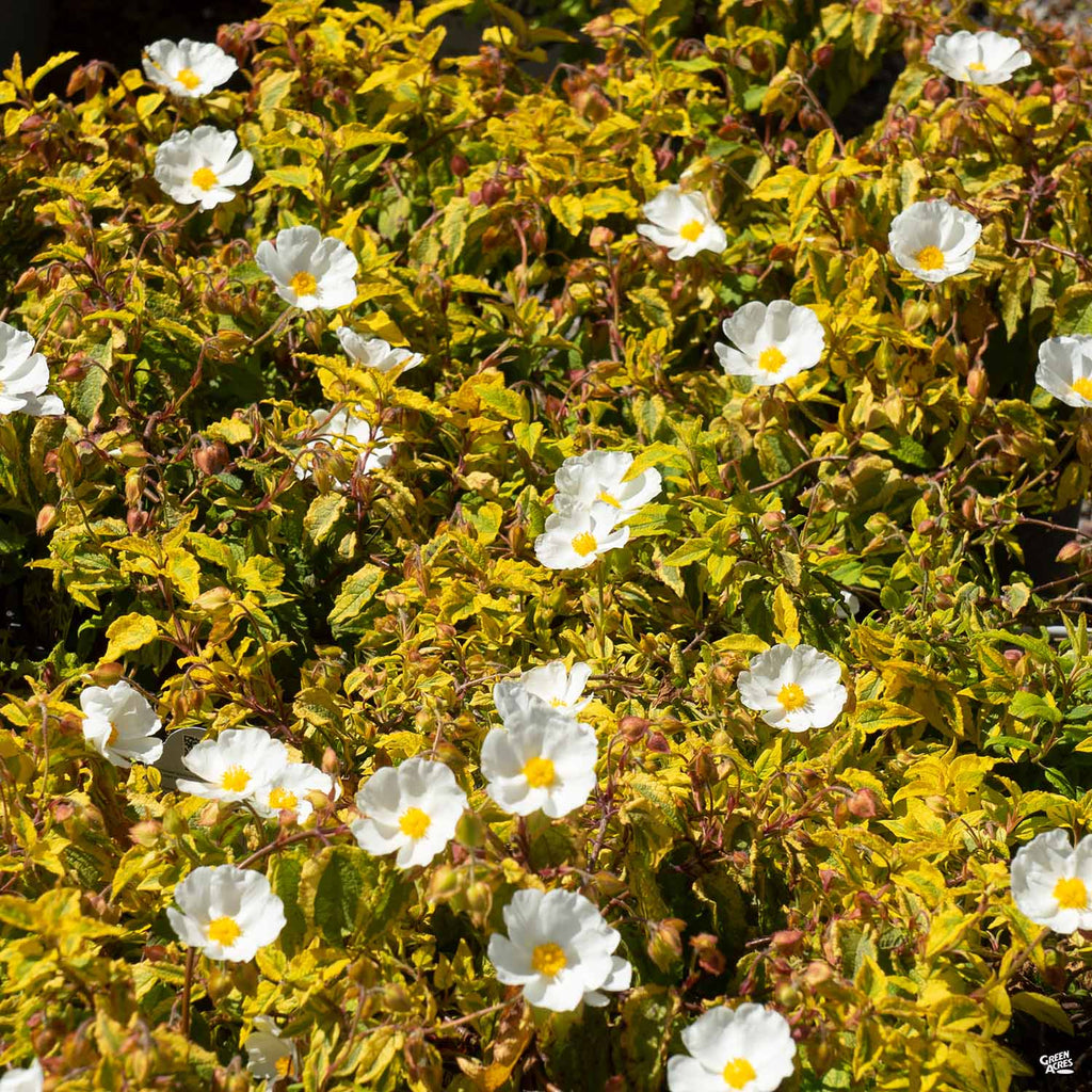Rockrose ‘Mickie’ — Green Acres Nursery & Supply