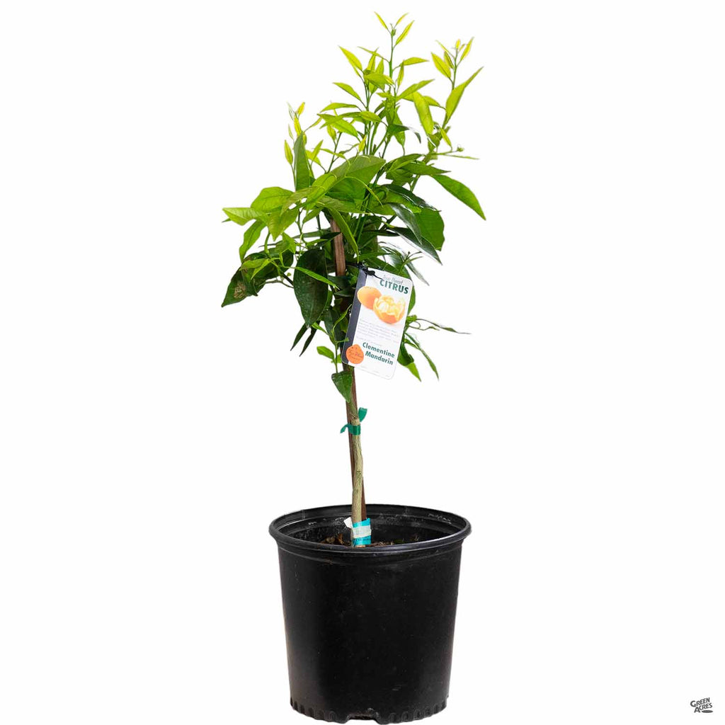 Mandarin 'Clementine', Semi-Dwarf — Green Acres Nursery & Supply