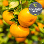 Mandarin 'Tango', Semi-Dwarf — Green Acres Nursery & Supply