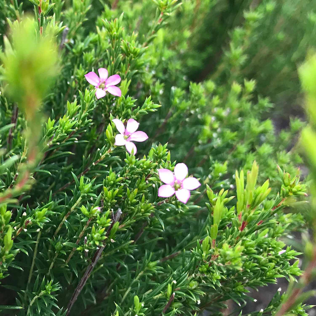 Breath Of Heaven — Green Acres Nursery & Supply