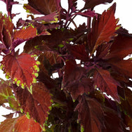 FlameThrower™ Coleus — Green Acres Nursery & Supply