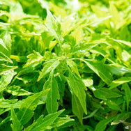FlameThrower™ Coleus — Green Acres Nursery & Supply