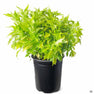 FlameThrower™ Coleus — Green Acres Nursery & Supply