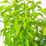 FlameThrower™ Coleus — Green Acres Nursery & Supply