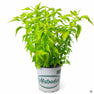 FlameThrower™ Coleus — Green Acres Nursery & Supply