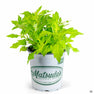 FlameThrower™ Coleus — Green Acres Nursery & Supply