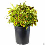 FlameThrower™ Coleus — Green Acres Nursery & Supply