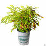 FlameThrower™ Coleus — Green Acres Nursery & Supply