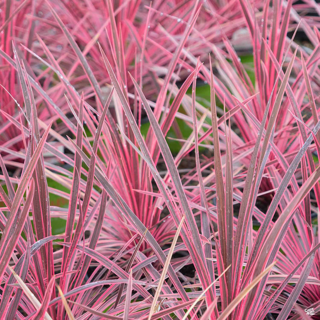 Cordyline 'Charlie Boy' — Green Acres Nursery & Supply