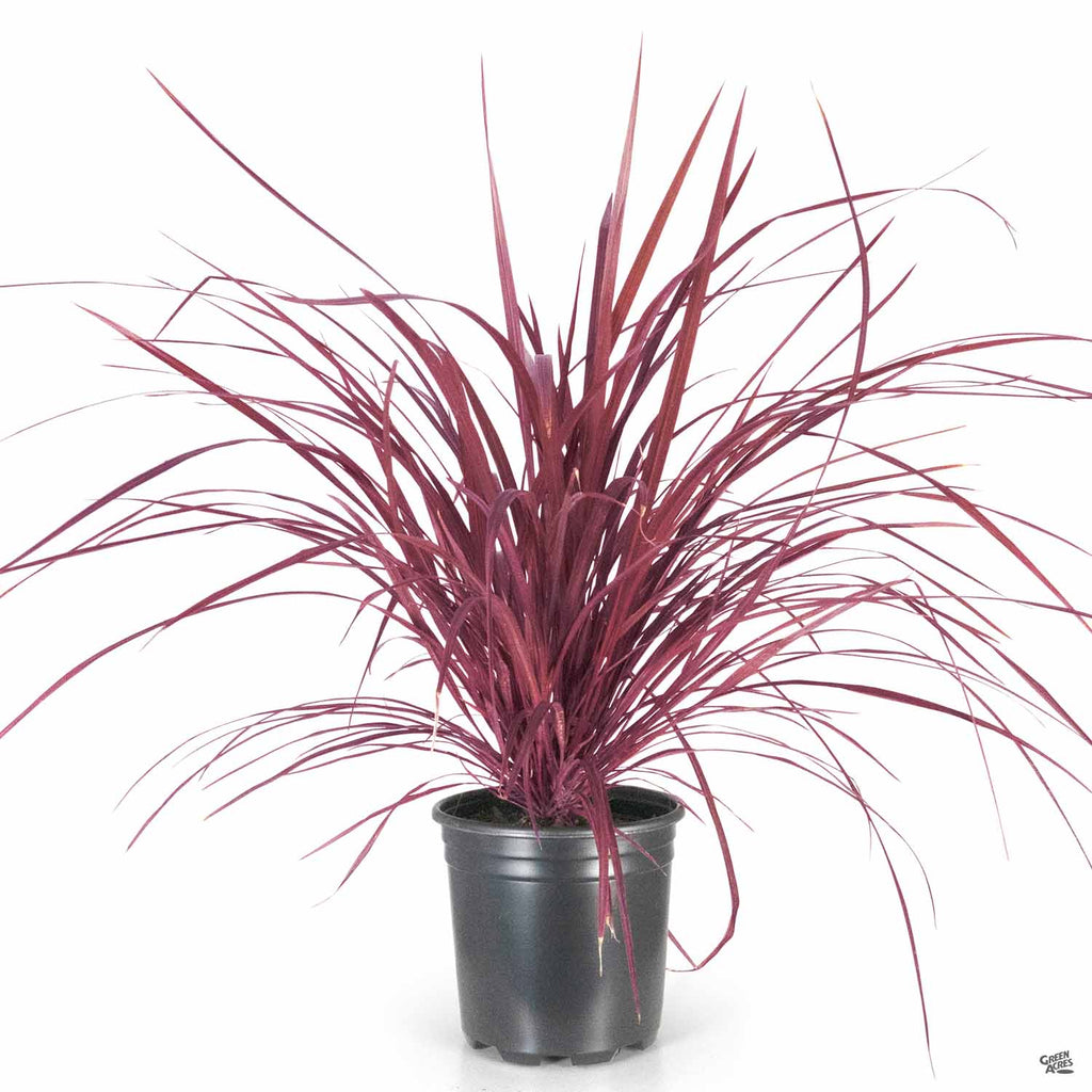 Design-A-Line™ Cordyline Burgundy — Green Acres Nursery & Supply