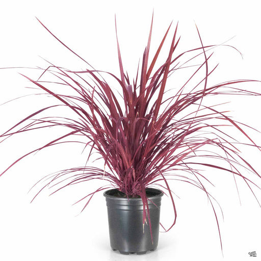 Shrubs and Succulents — Green Acres Nursery & Supply — Tagged "Red ...