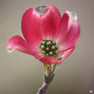 Dogwood 'Cherokee Chief' — Green Acres Nursery & Supply