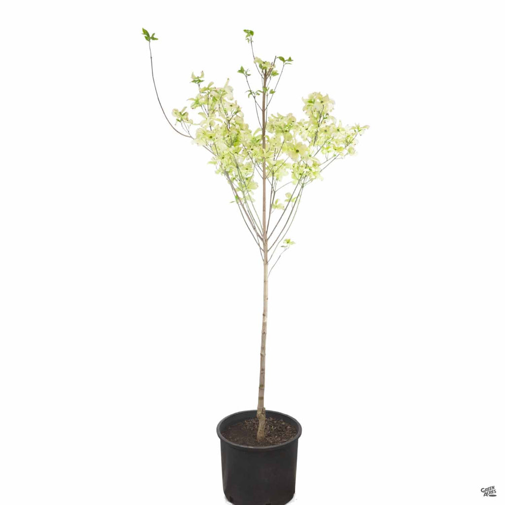 White Flowering Dogwood — Green Acres Nursery & Supply