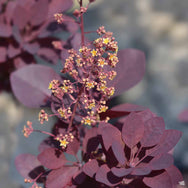 Smoke Tree 'Royal Purple' — Green Acres Nursery & Supply