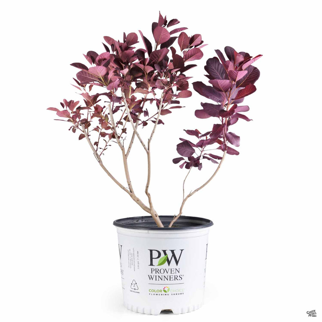 Smoke Tree Winecraft Black® — Green Acres Nursery & Supply