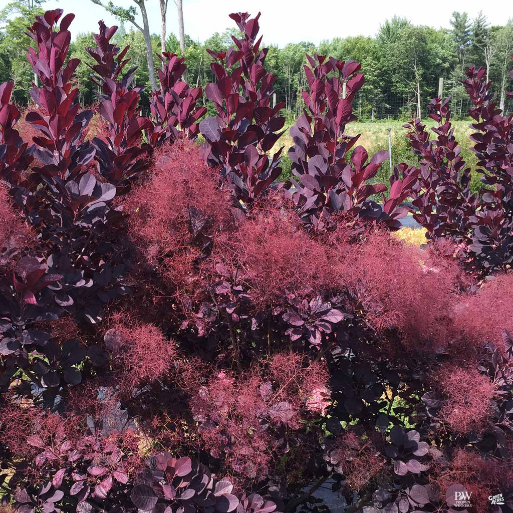 Smoke Tree Winecraft Black® — Green Acres Nursery & Supply