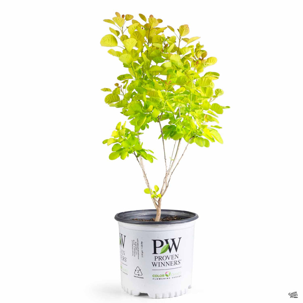 Smoke Tree Winecraft Gold® — Green Acres Nursery & Supply