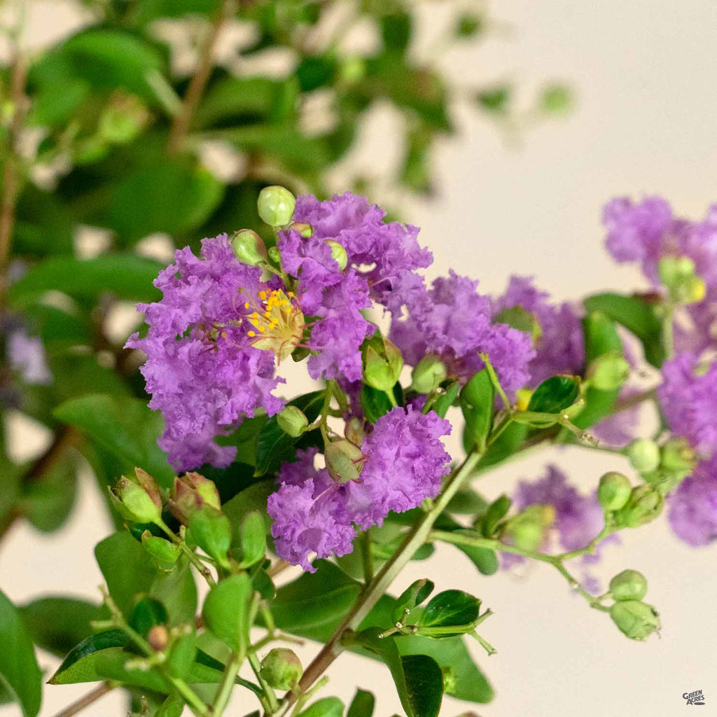 Crape Myrtle 'Catawba' Multi-Trunk — Green Acres Nursery & Supply